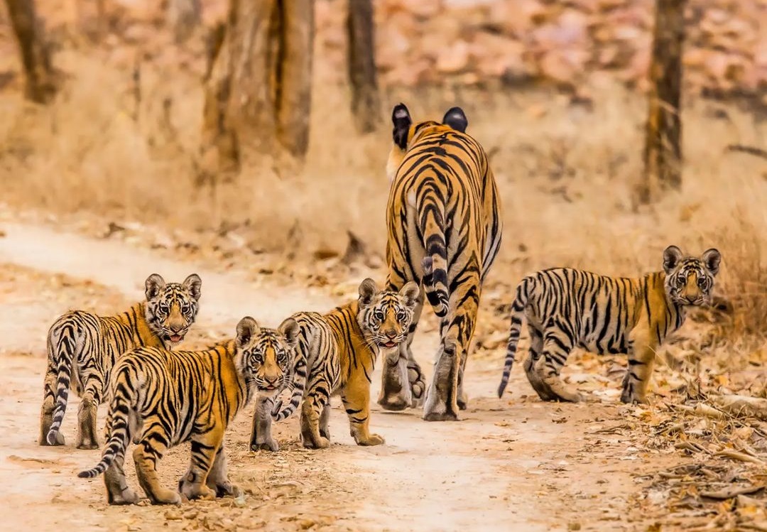 शाही बाघों का बसेरा है हमारा भारत - The Live Ink